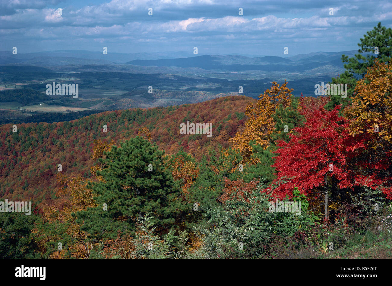 Trees in fall colours with agricultural land in the background in ...