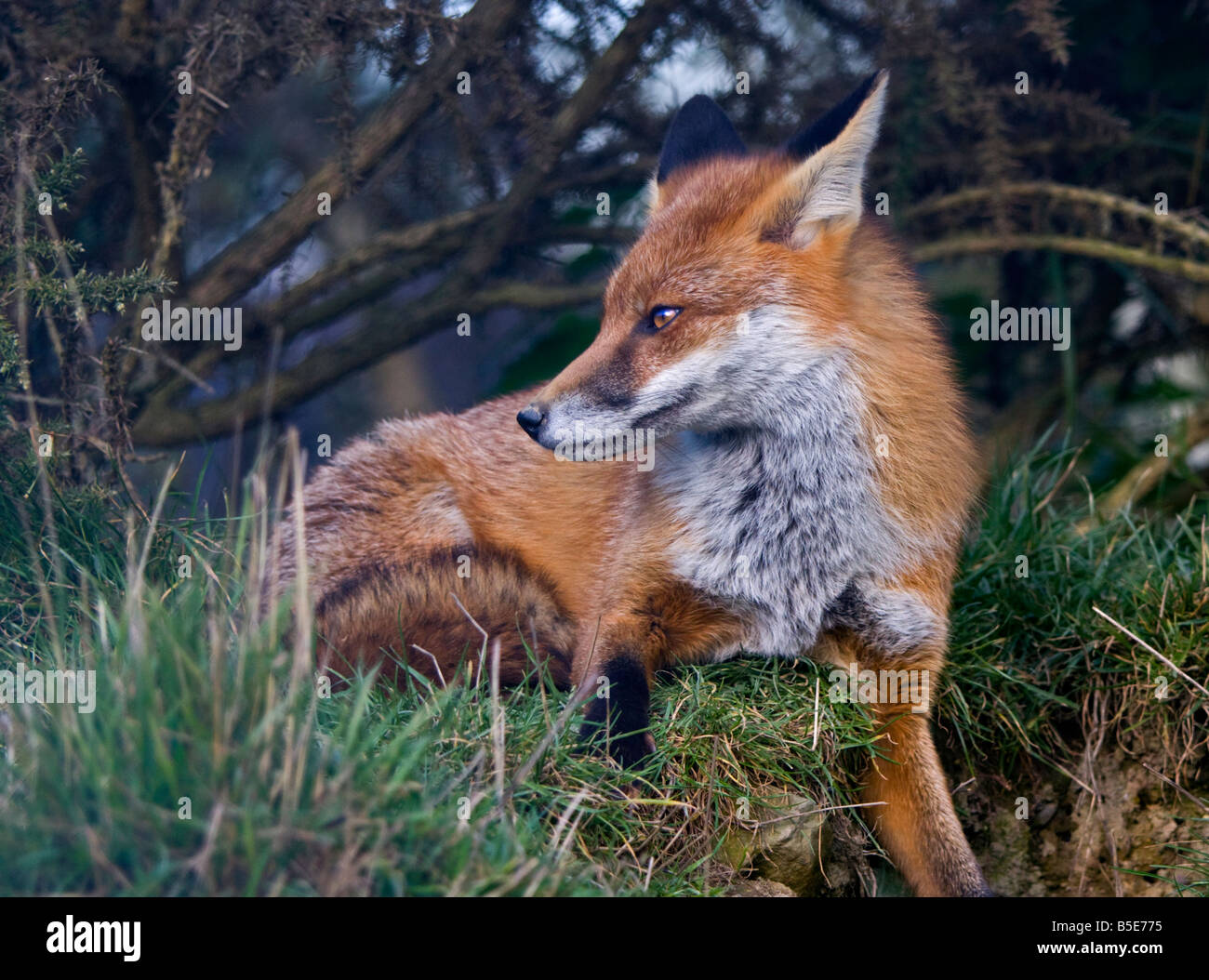European Red Fox (Vulpes vulpes), UK Stock Photo - Alamy