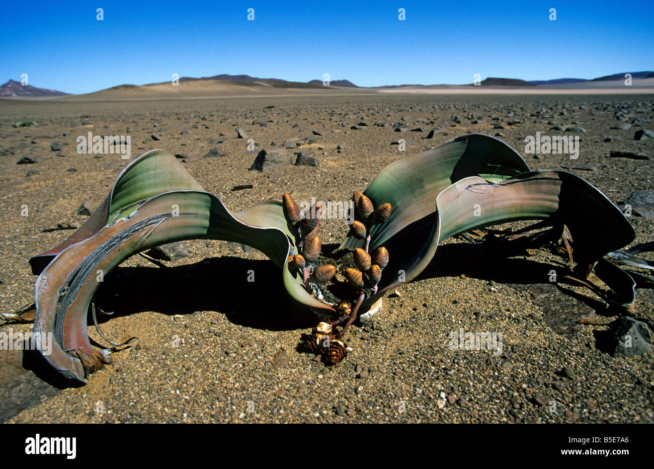 Welwitschia mirabillis namib desert hi-res stock photography and images ...