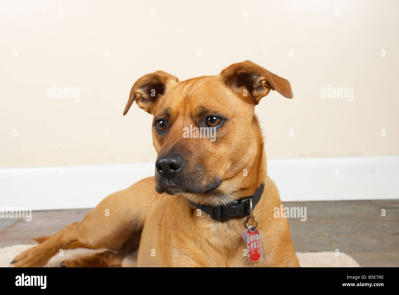 a boxer / staffy mix laying on a rug on the kitchen floor Stock Photo ...