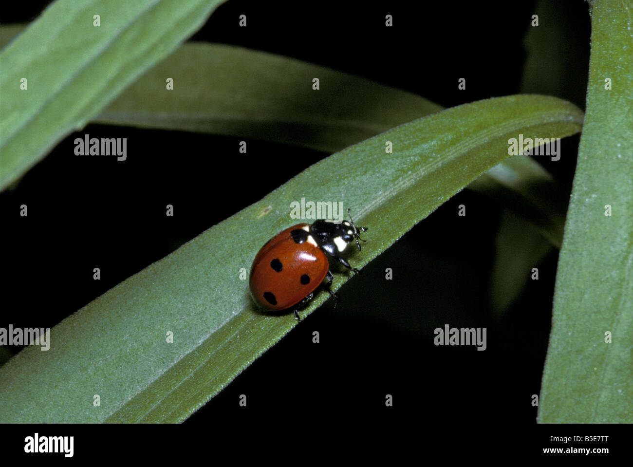 Nine spotted lady beetle hi-res stock photography and images - Alamy