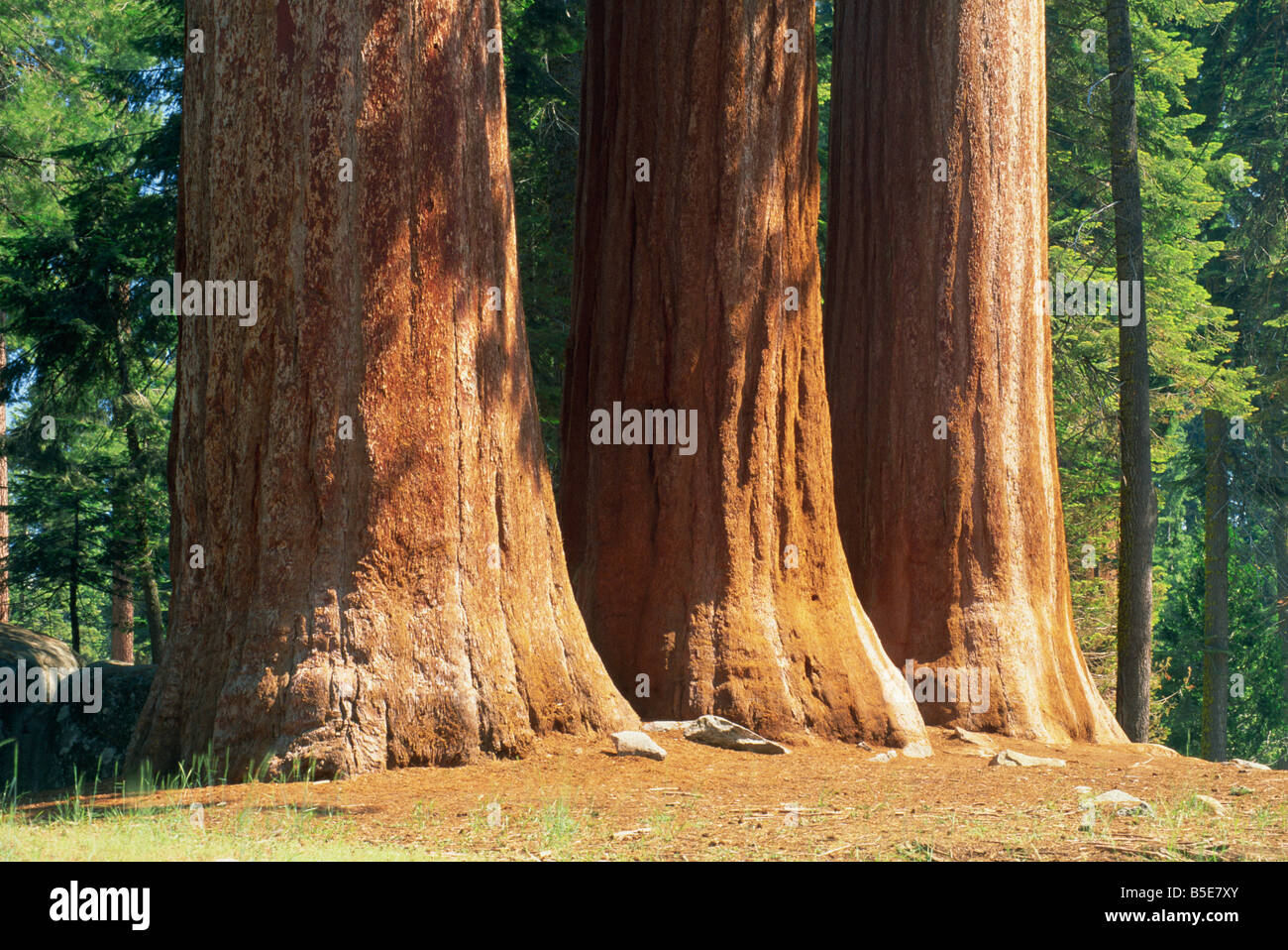Giant sequoia trees in the Giant Forest in the Sequoia National Park ...
