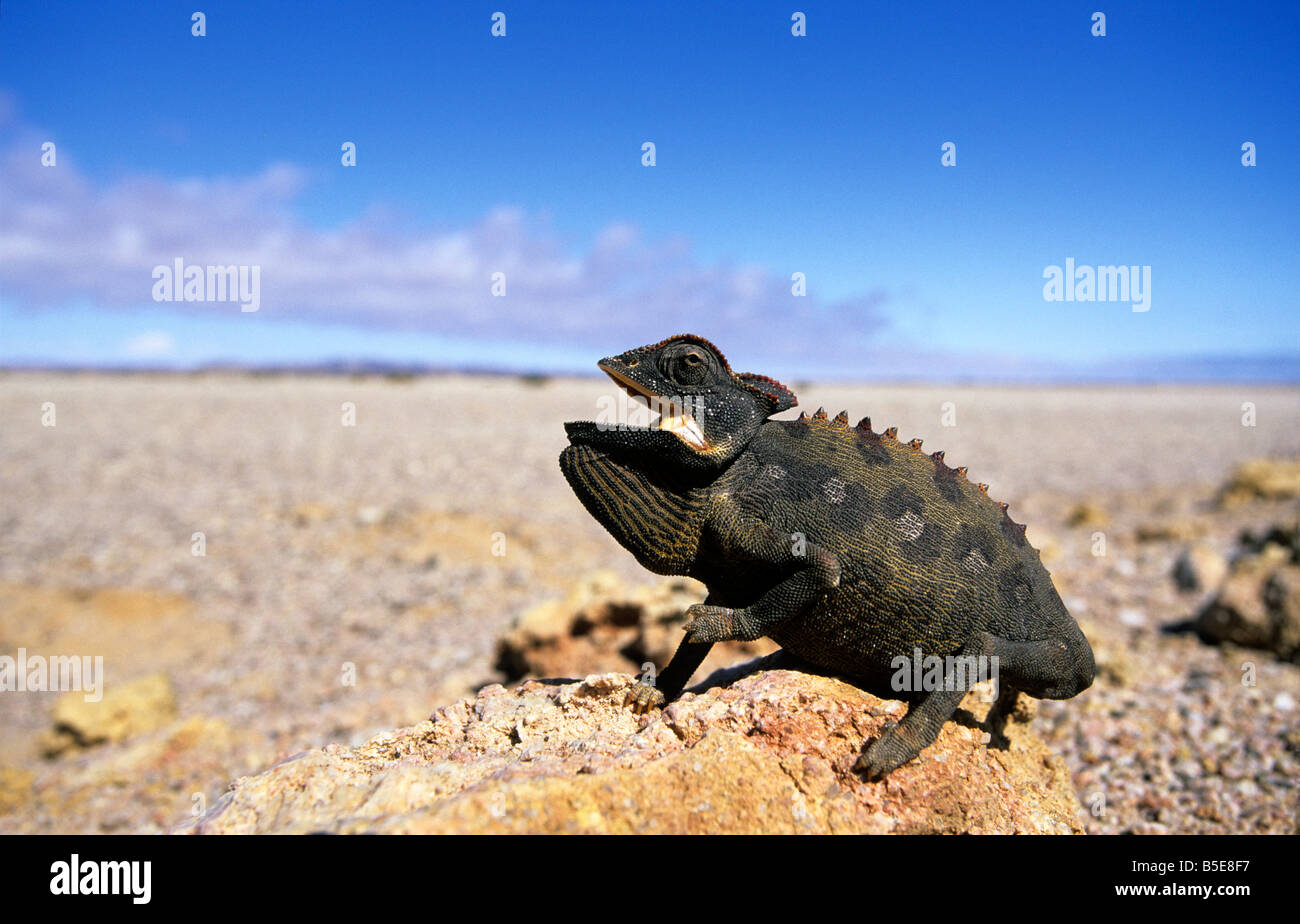 Namaqua chameleon, Namib desert, near Henties Bay, Erongo Region ...