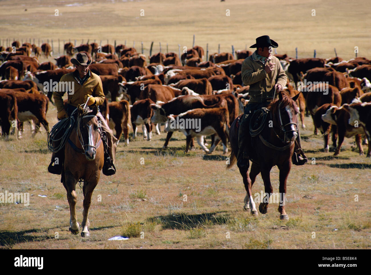 Two cowboys on horseback, cattle ranching, New Mexico, USA, North ...