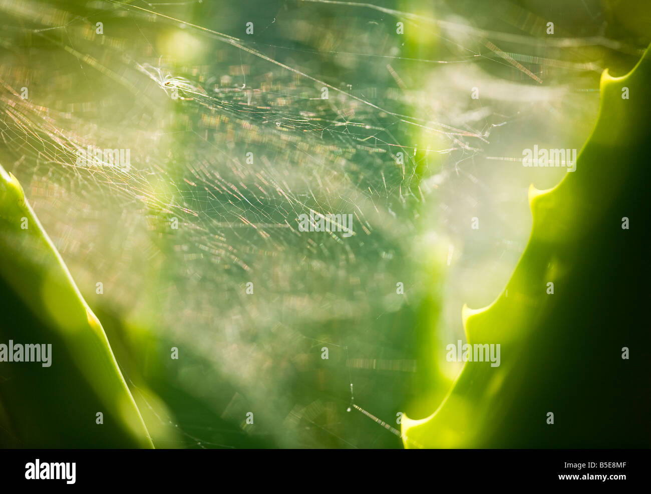 Cobweb on a plant Stock Photo - Alamy