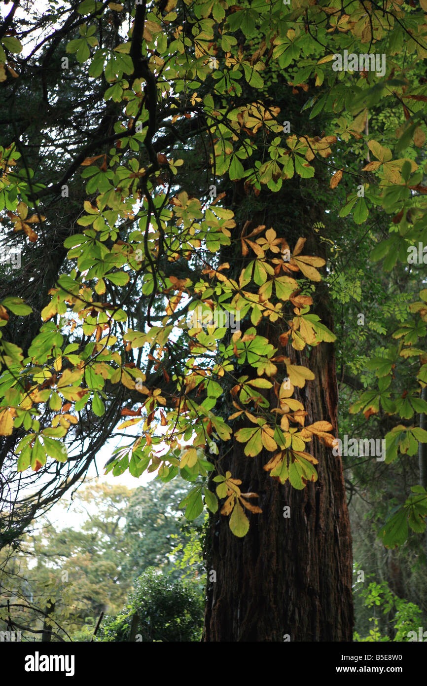 Pencalenick hi-res stock photography and images - Alamy