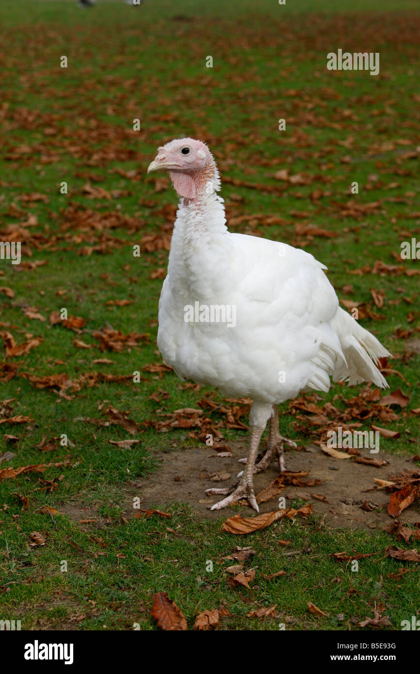 Domestic turkey farmland Stock Photo - Alamy