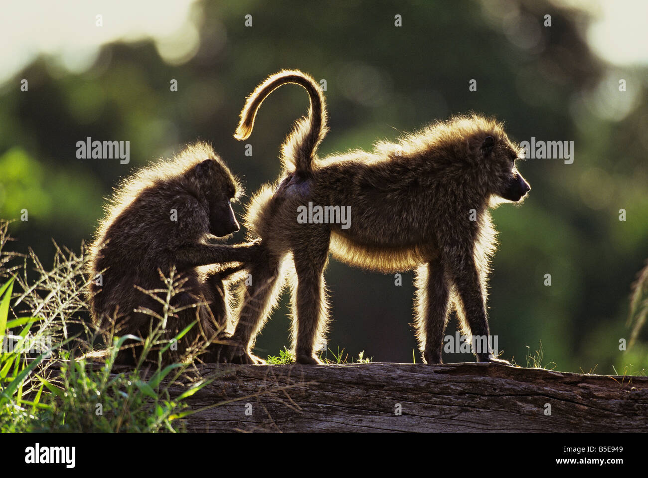 Backlit Grooming Baboons Stock Photo - Alamy