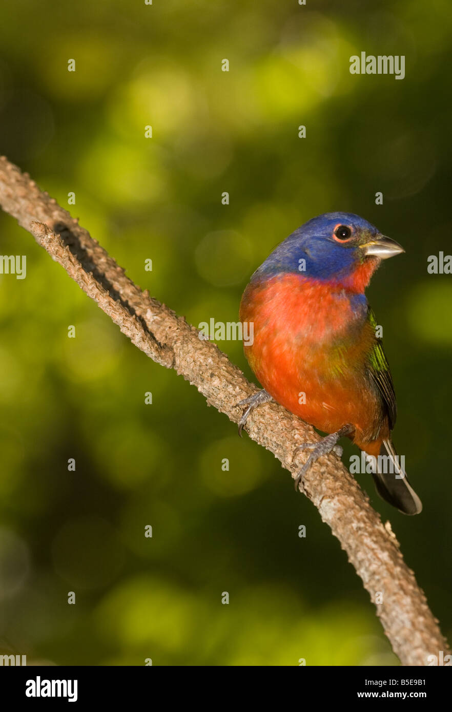 Ciris hi-res stock photography and images - Alamy