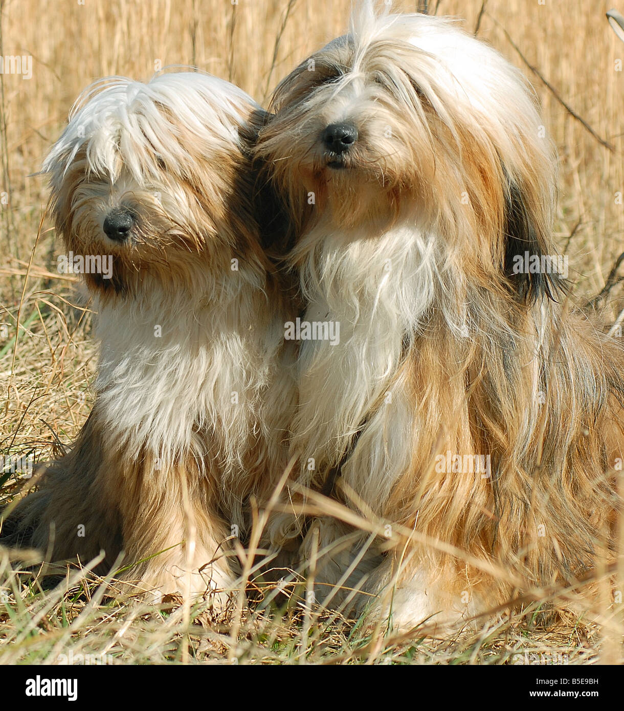 Are Tibetan Terriers Cuddly