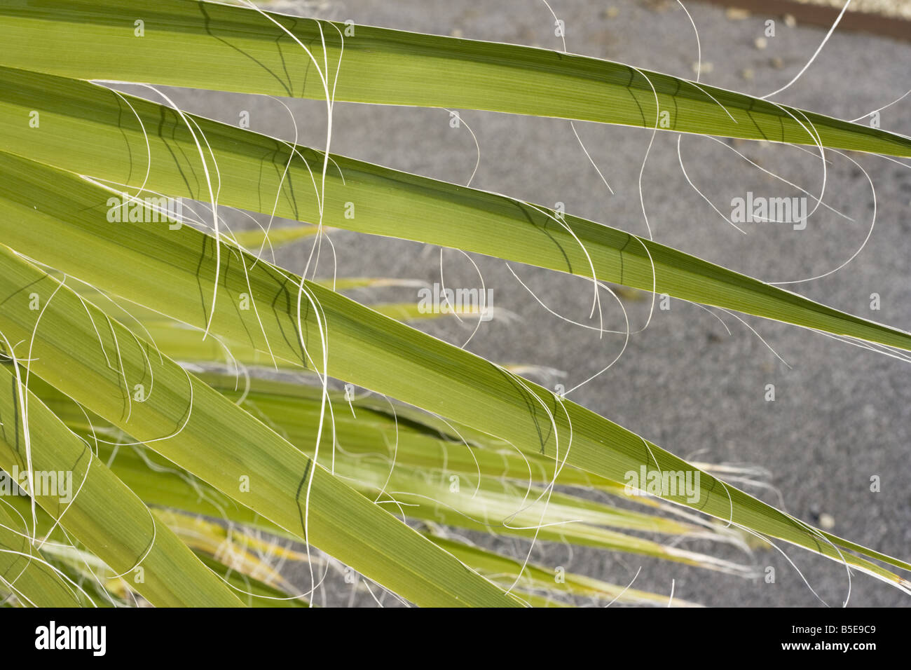 Fibrous threads on leaf segments of a Washingtonia filifera palm tree ...