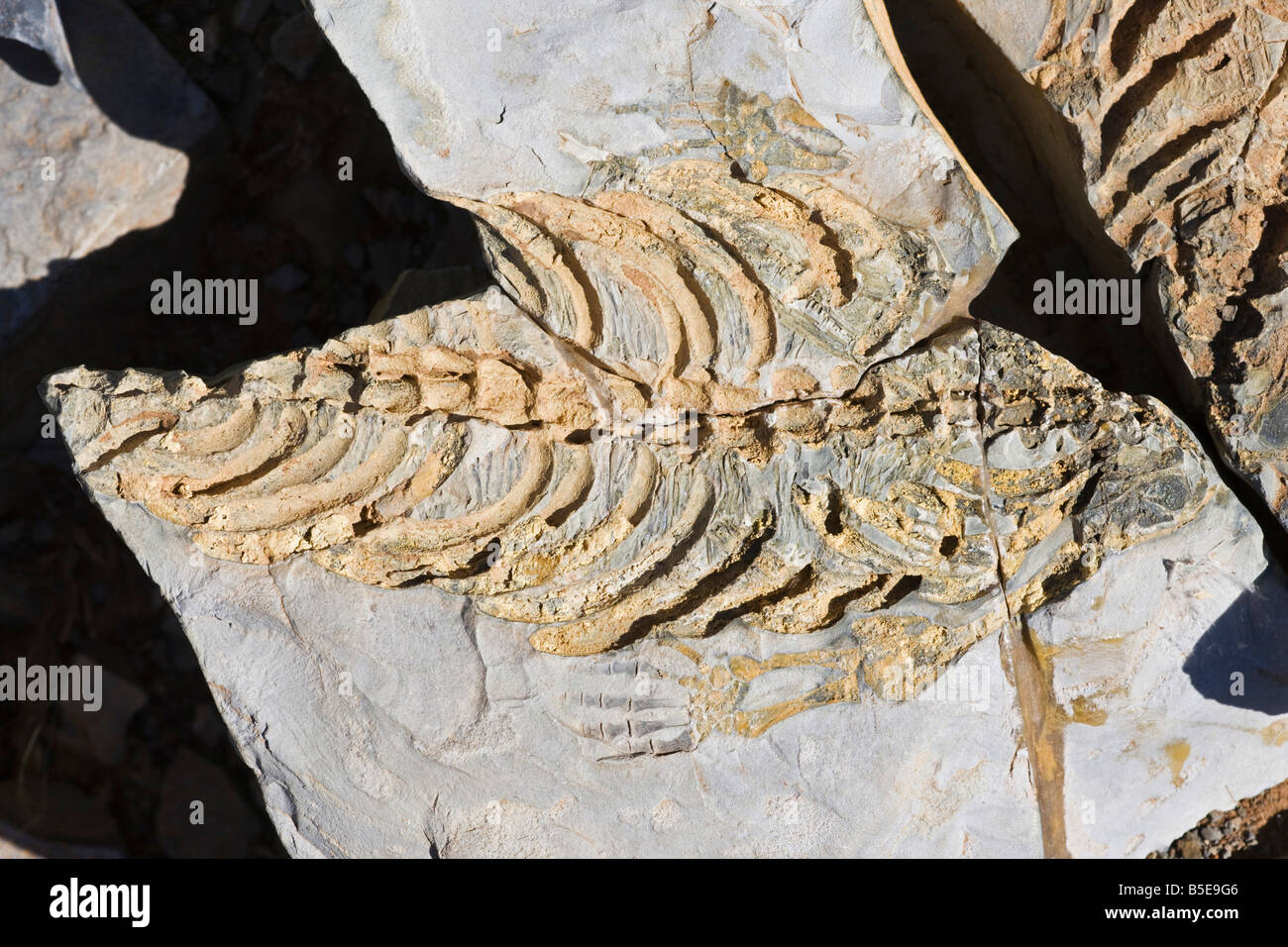 Mesosaurus Fossil Mesosaurus Fossil Dinosaur Stock Photo | Adobe Stock