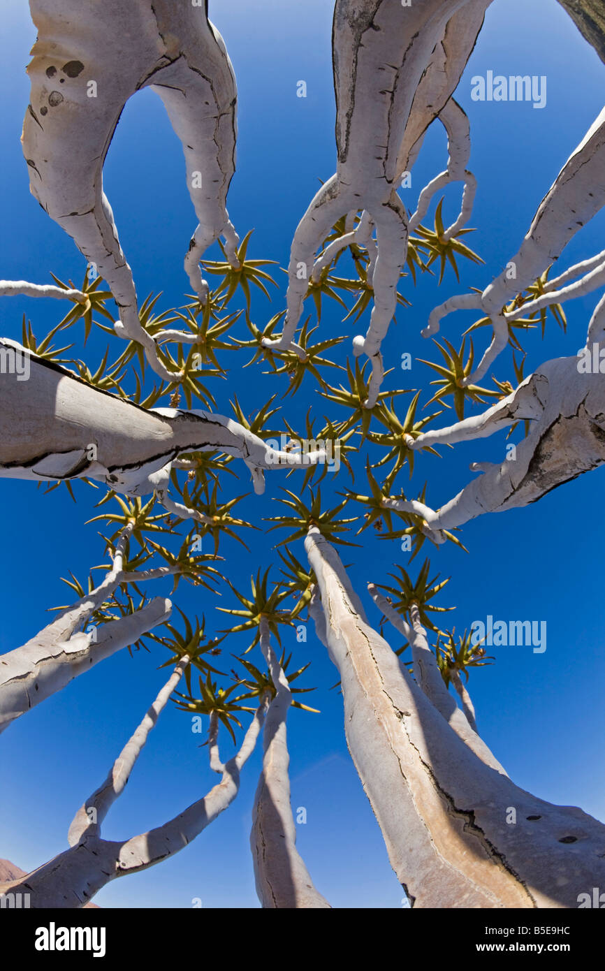 Tubular branches hi-res stock photography and images - Alamy