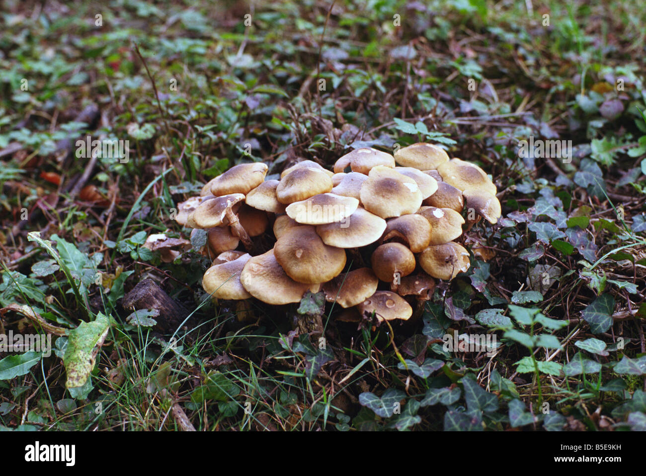 Armillaria Honey Mushrooms Stock Photo - Alamy