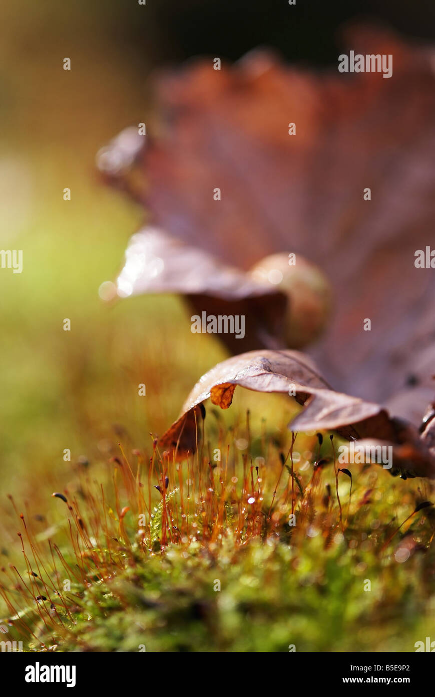 Macro landscape in fall Stock Photo - Alamy