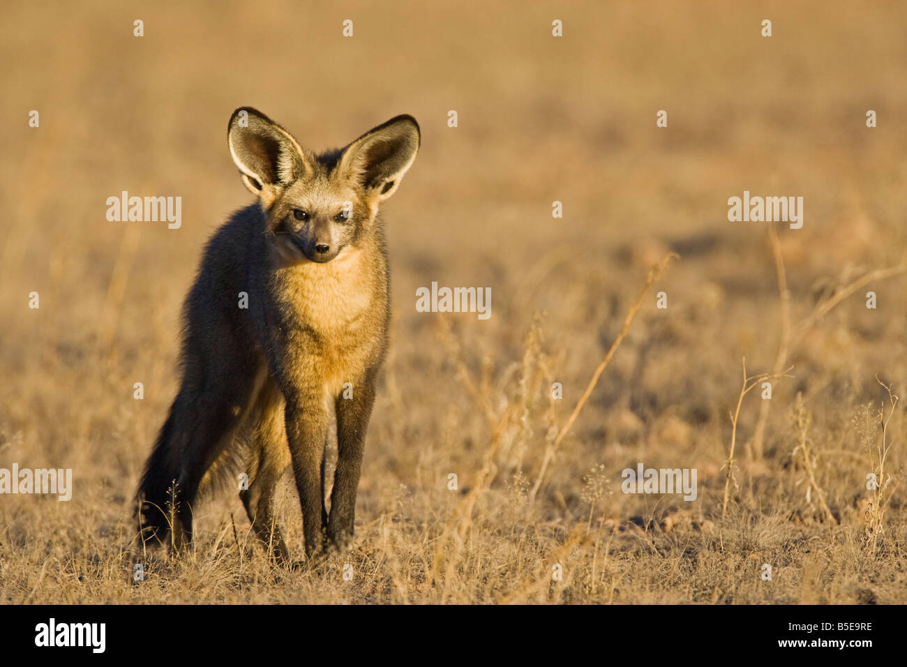 Africa, Namibia, Bat-eared fox (Otocyon megalotis) in field Stock Photo ...