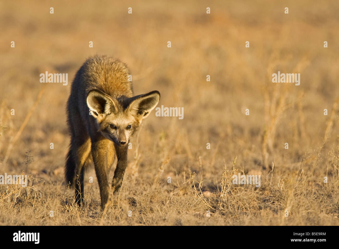 Big eared foxes otocyon megalotis hi-res stock photography and images ...