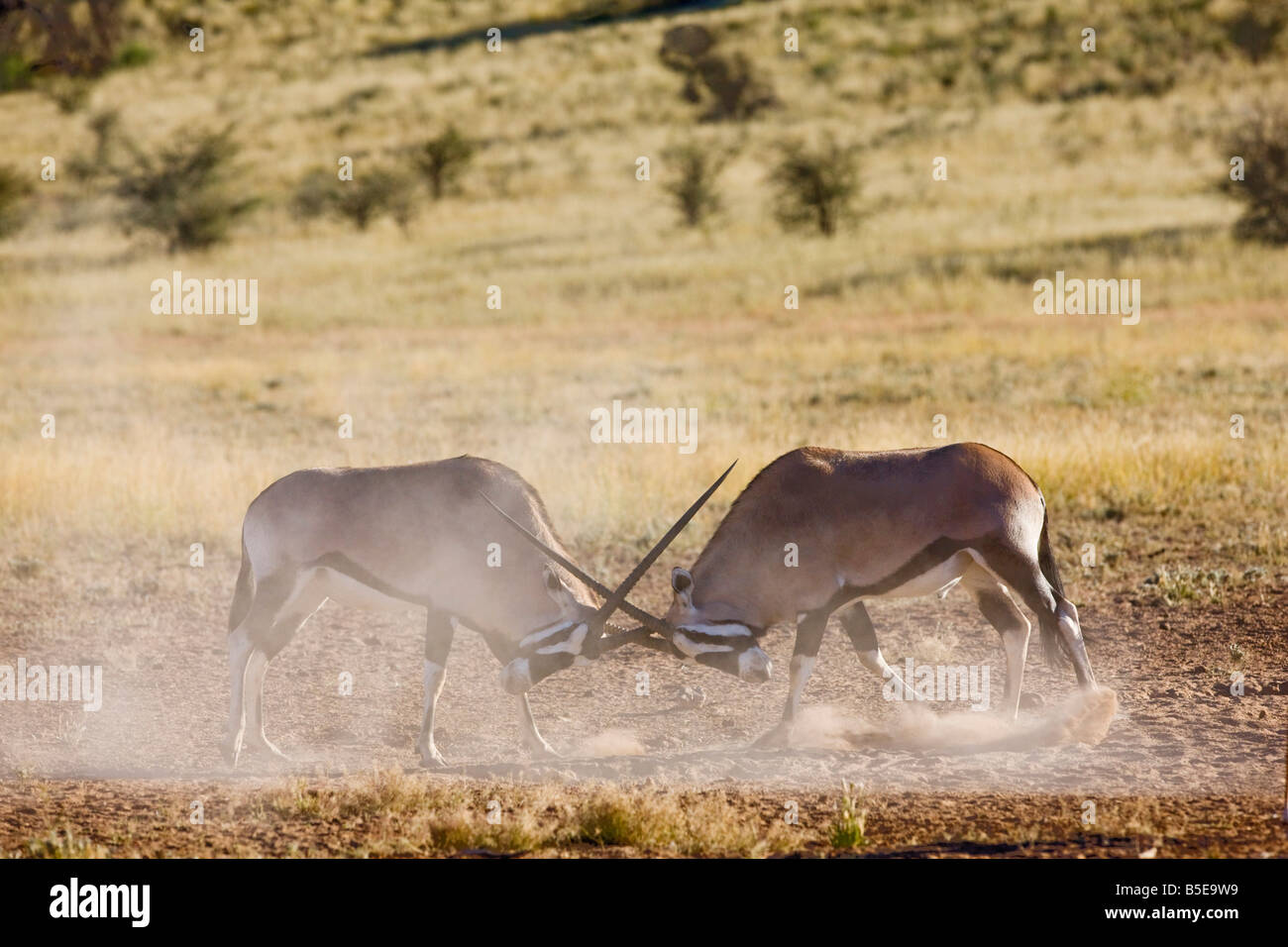 Competitive landscapes hi-res stock photography and images - Alamy