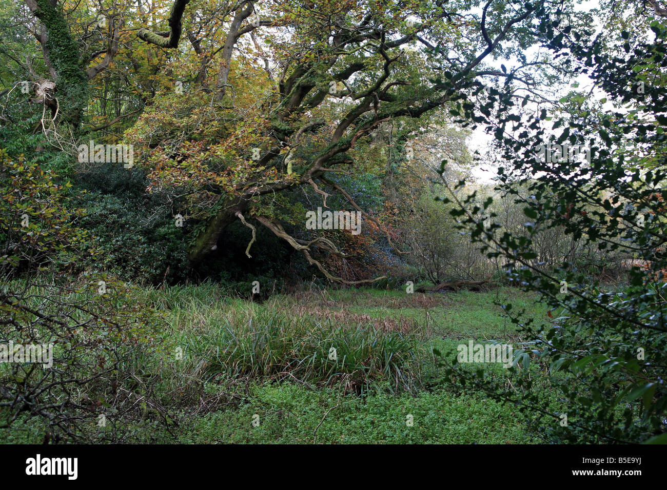 Pencalenick hi-res stock photography and images - Alamy