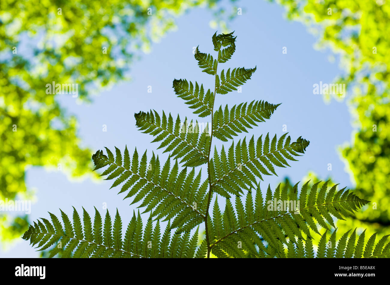 The leaves grow on stem node hi-res stock photography and images - Alamy