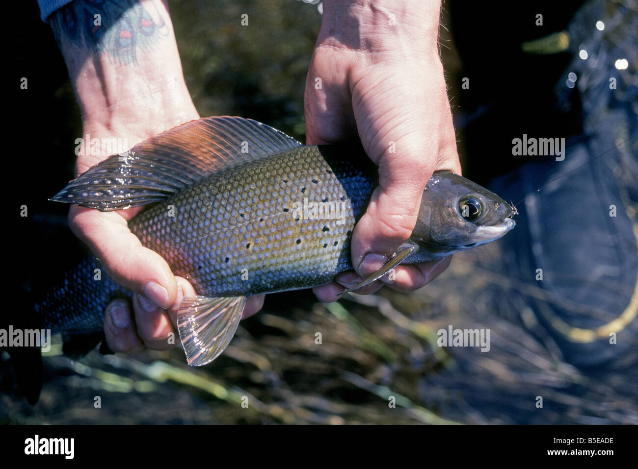 A fly fisherman holds and releases an arctic grayling Thymallus ...