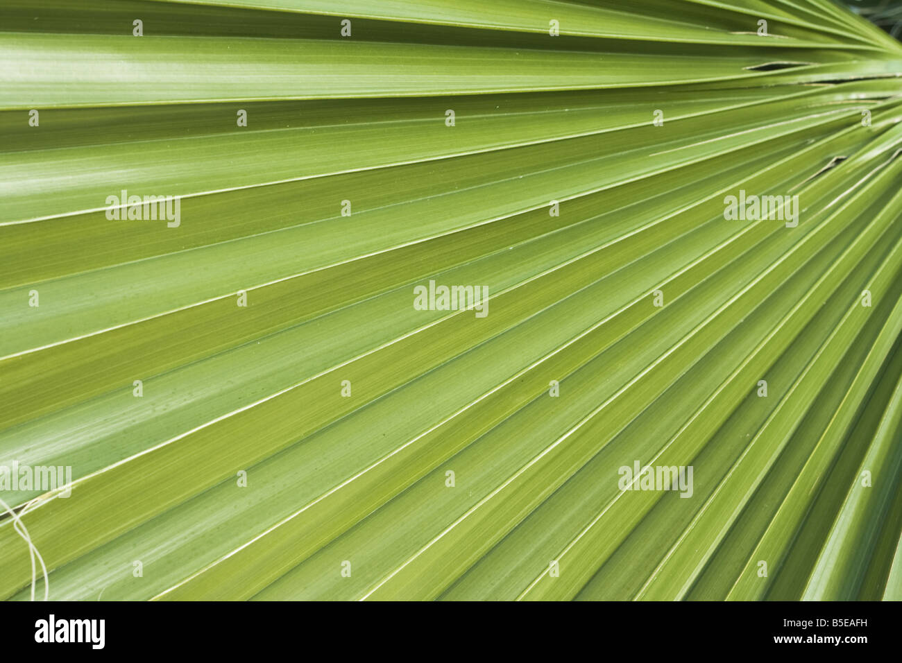 Detail of a fan palm leaf Stock Photo - Alamy