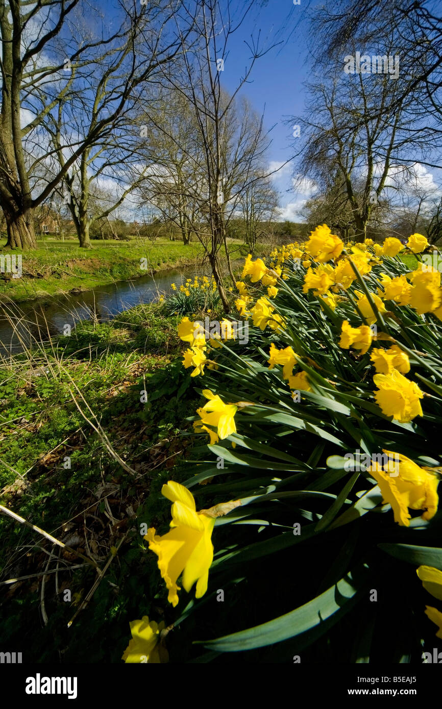 dafodills on the banks of the river alne alcester warwickshire Stock ...