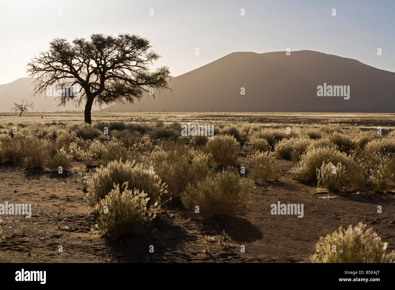 Africa, Namibia, Desert landscape with tree Stock Photo - Alamy