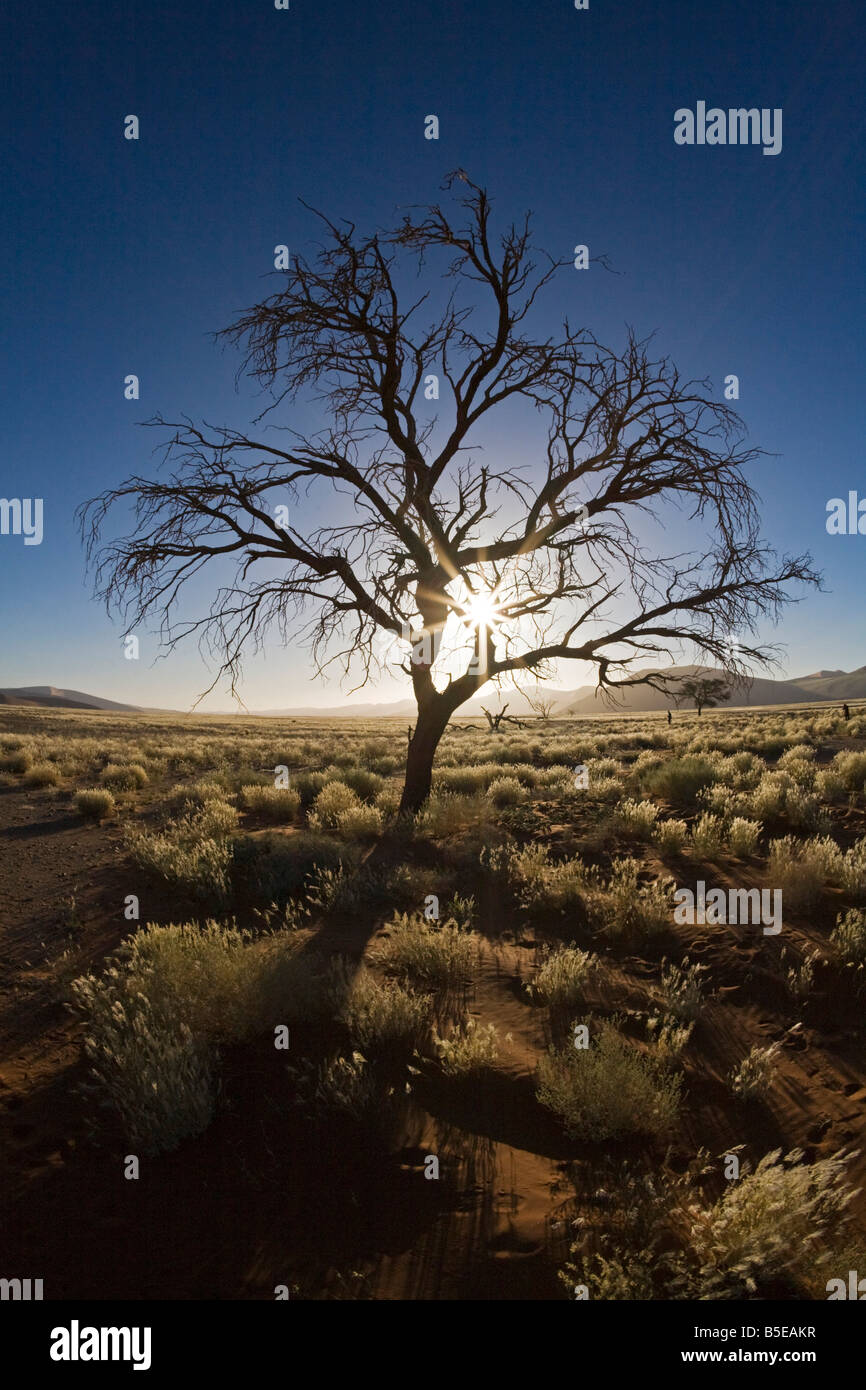 Africa, Namibia, Dead tree Stock Photo - Alamy