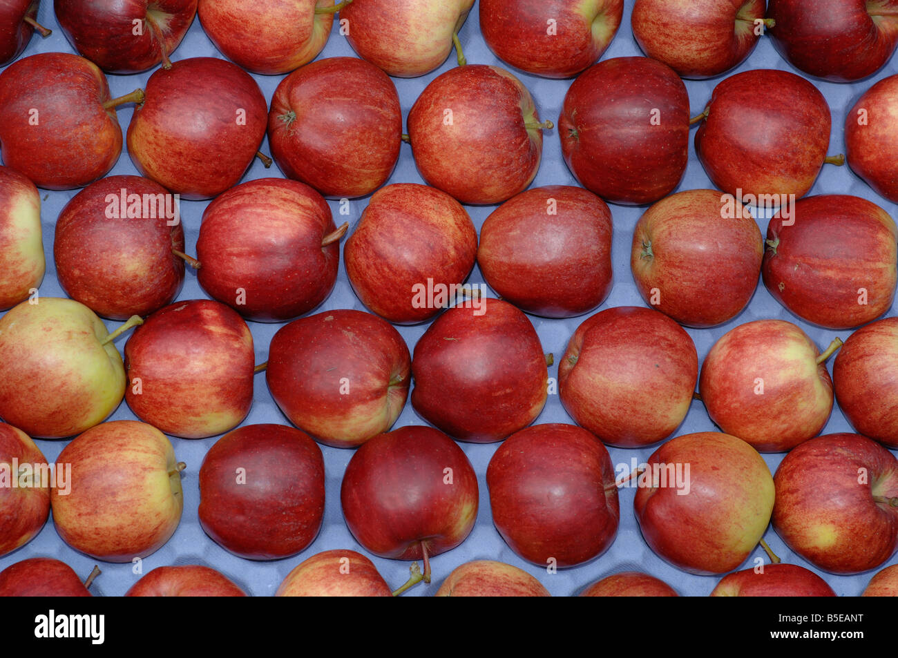 Tray of Spartan apples Stock Photo - Alamy