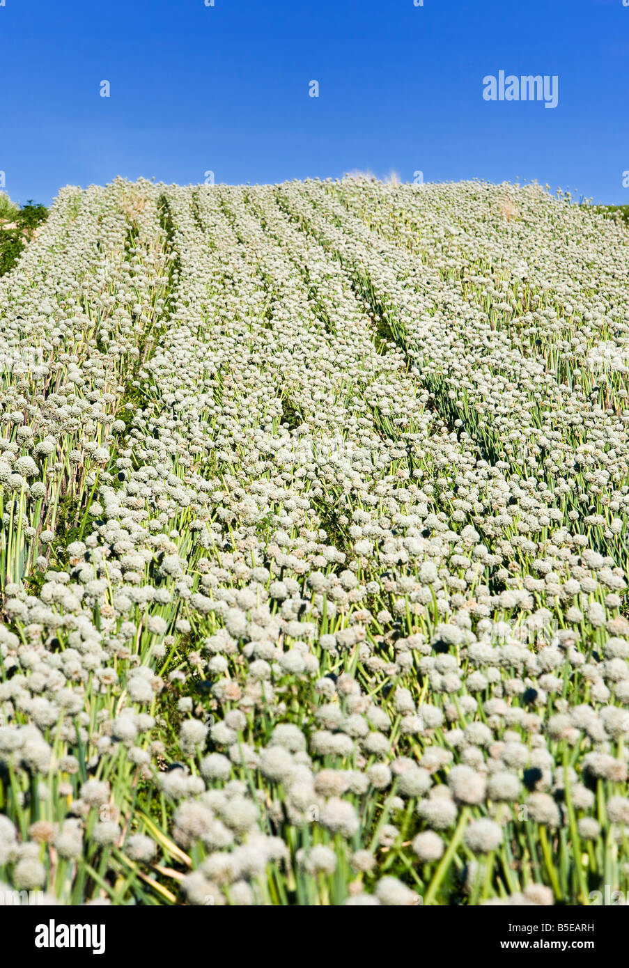 A field of ripe onions left to seed in southwest France Europe Stock ...