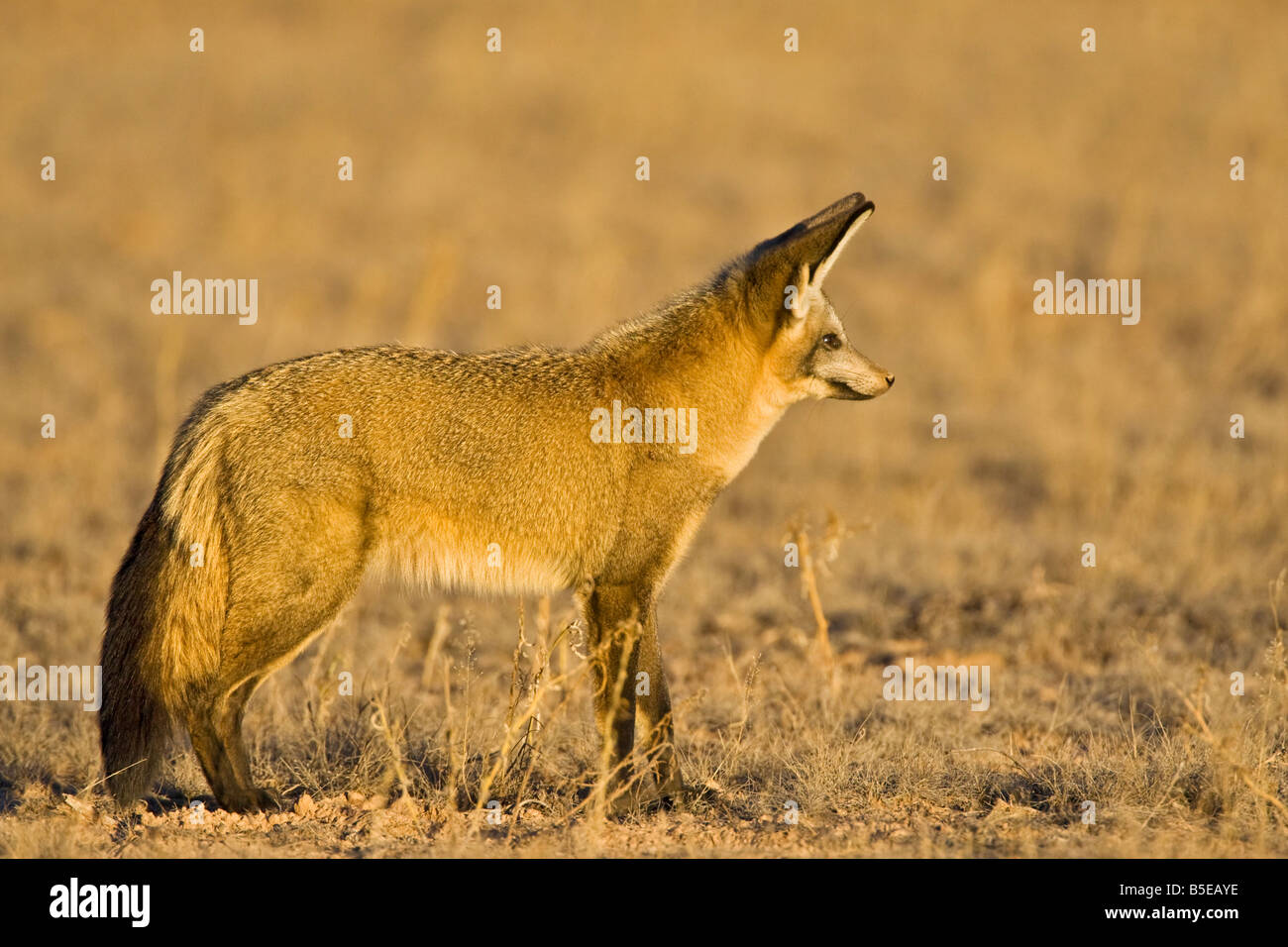 Africa, Namibia, Bat-eared fox (Otocyon megalotis) in field Stock Photo ...