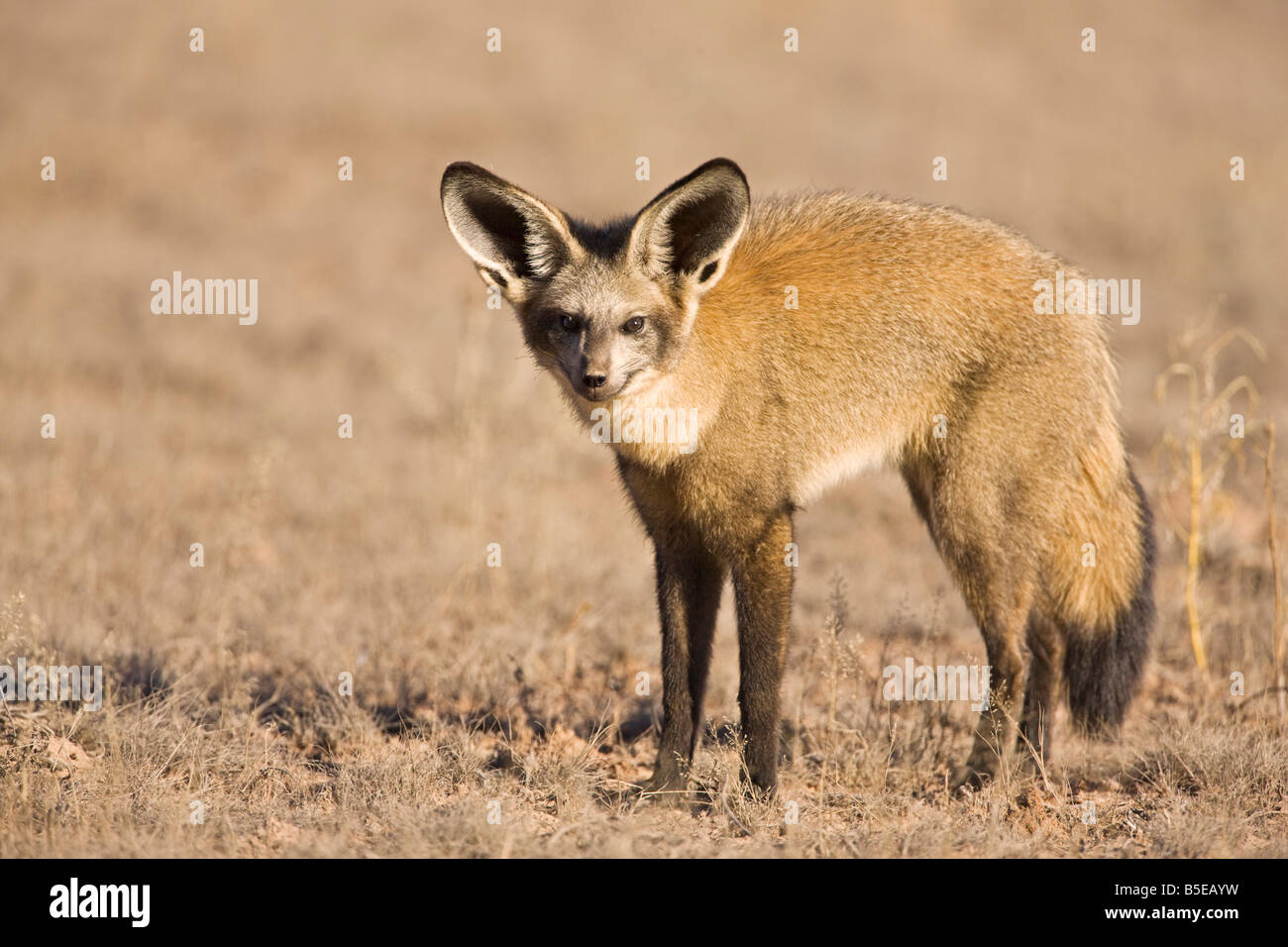 Big eared foxes hi-res stock photography and images - Alamy