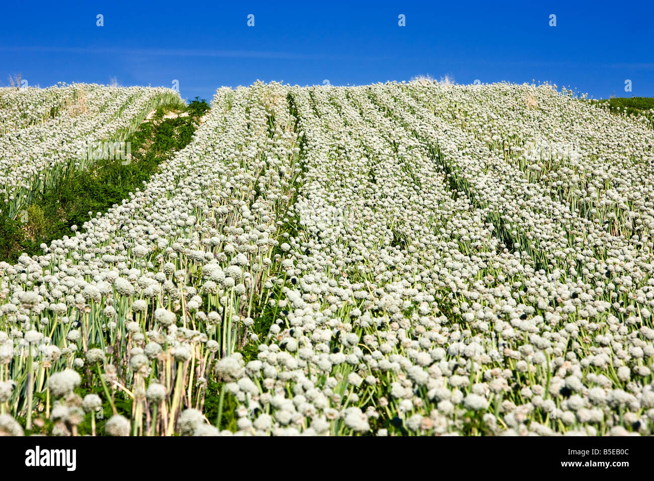 A field of ripe onions left to seed in southwest France Europe Stock ...