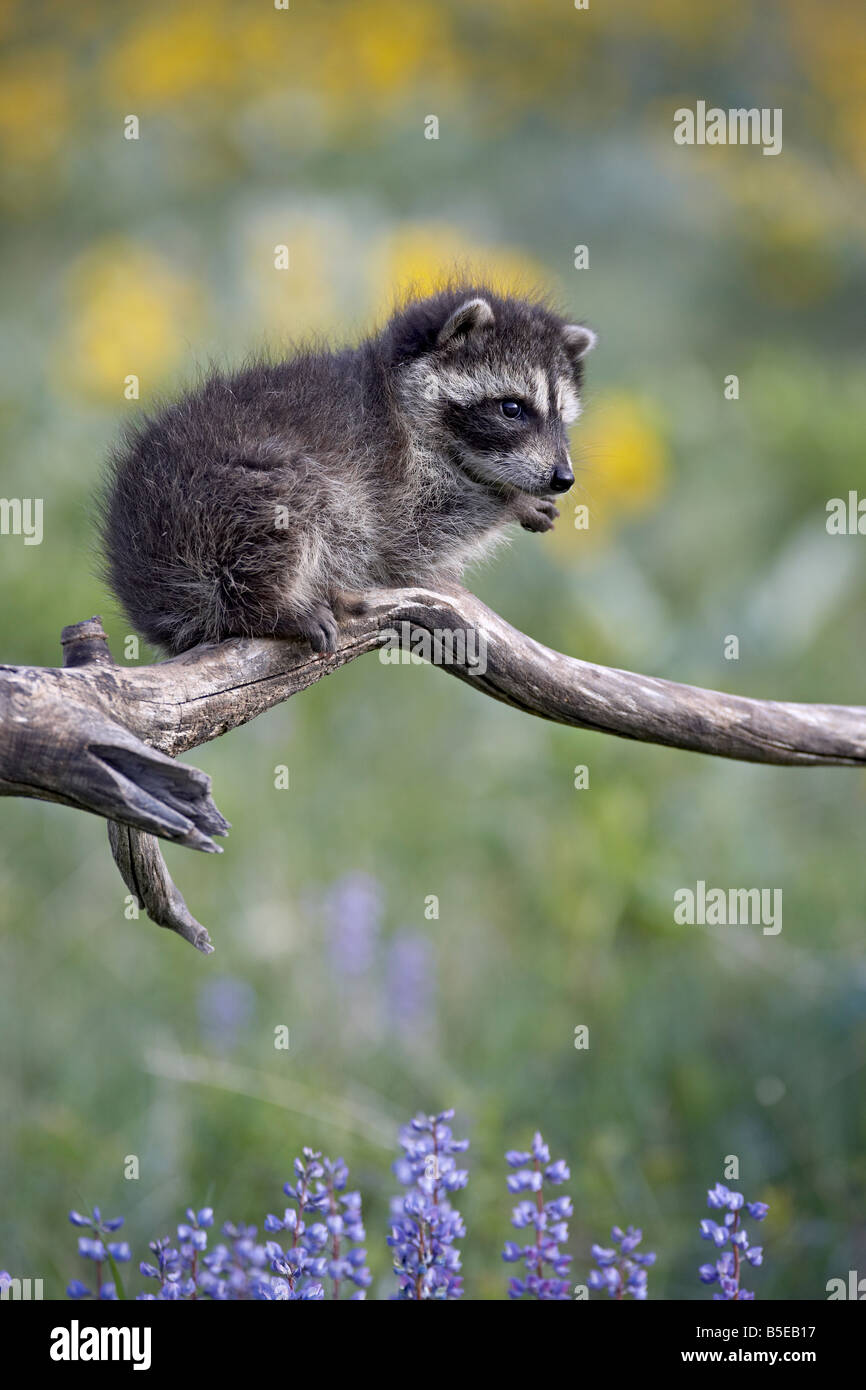 Baby raccoons hi-res stock photography and images - Alamy