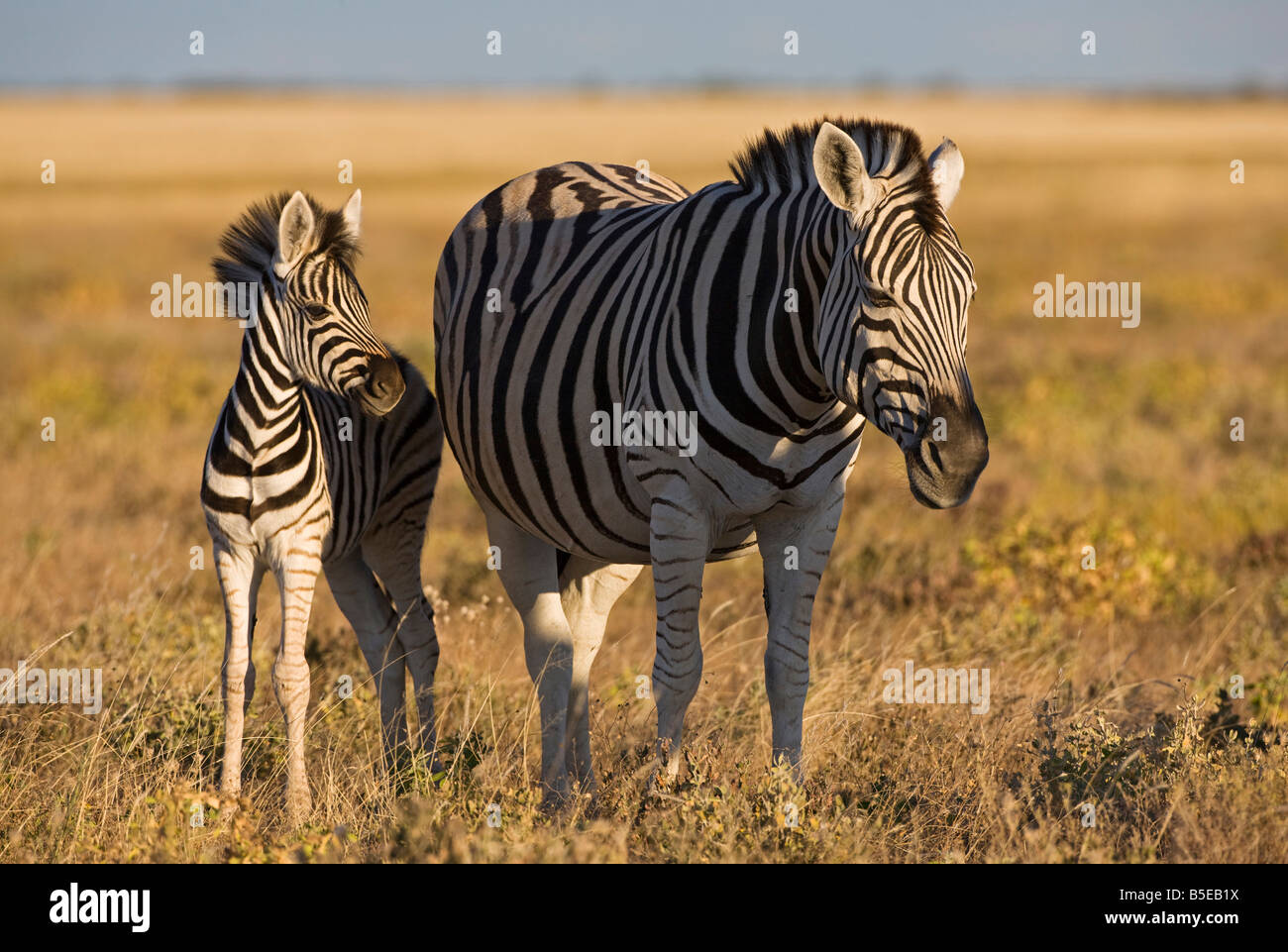 Female zebra two young hi-res stock photography and images - Alamy