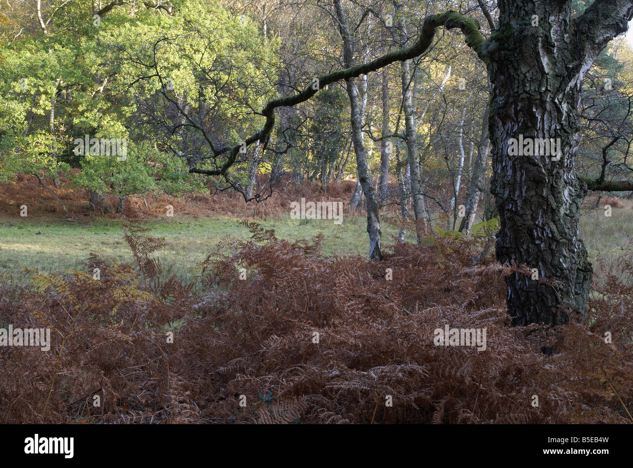 New forest england hi-res stock photography and images - Alamy