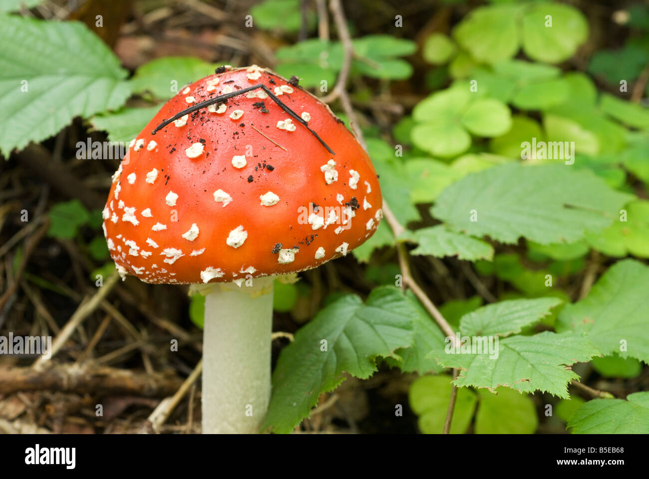 Death cap mushroom hi-res stock photography and images - Alamy