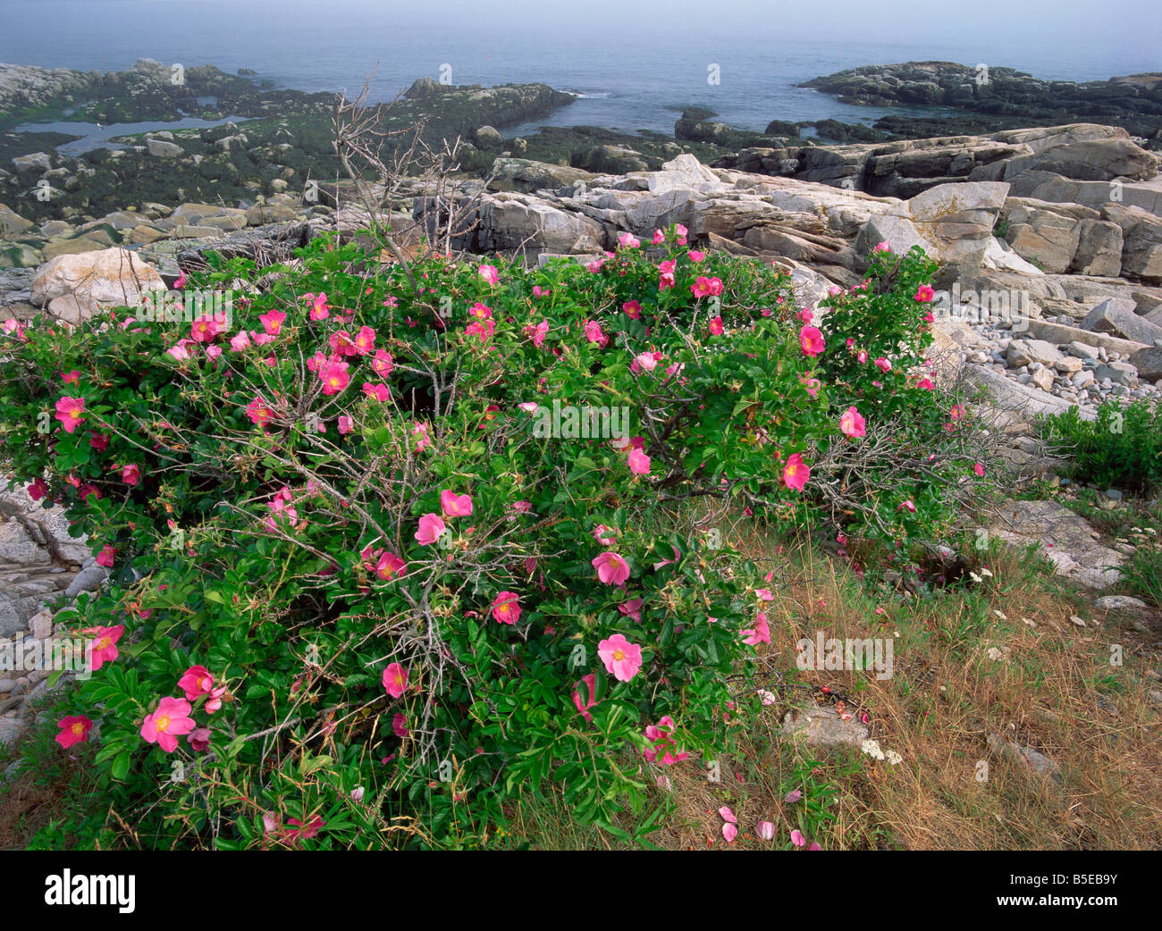 Wild roses with rocks on coastline in the background on Mount Desert ...