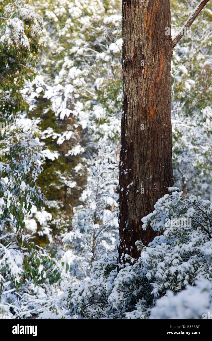 Australia Tasmania Cradle Mt Lake St Clair National Park Snow covered ...