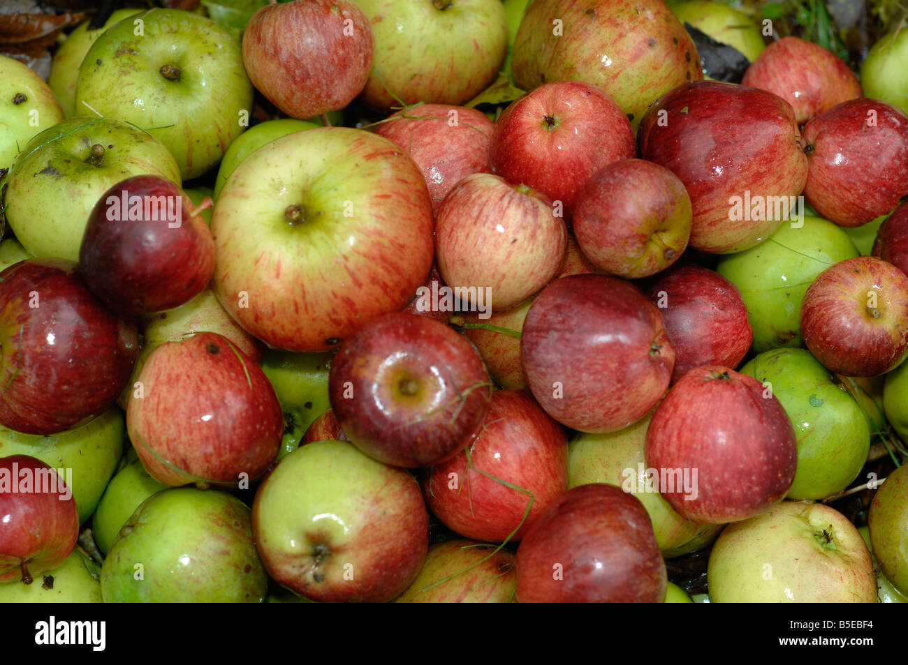 Discovery Apples Picking Stock Photos & Discovery Apples Picking Stock ...