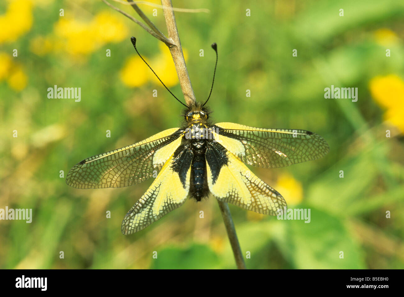 Owlfly (Libelloides coccajus, Ascalaphus libelluloides), adult on a ...