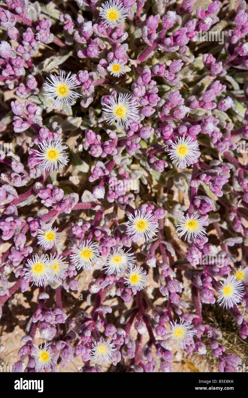 Densun hi-res stock photography and images - Alamy