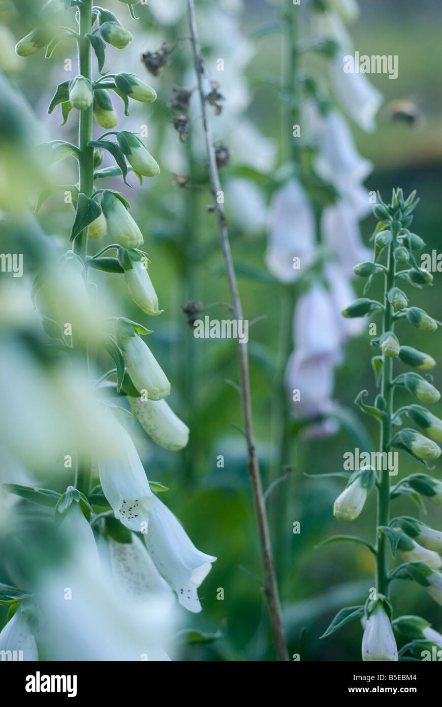 Sweden flower hi-res stock photography and images - Alamy