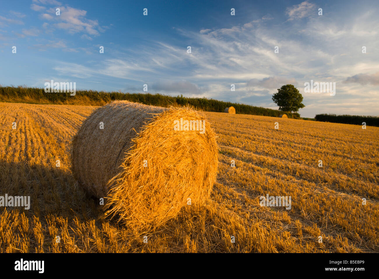 Circular hay bales at harvest time in a mid Devon field England Stock ...