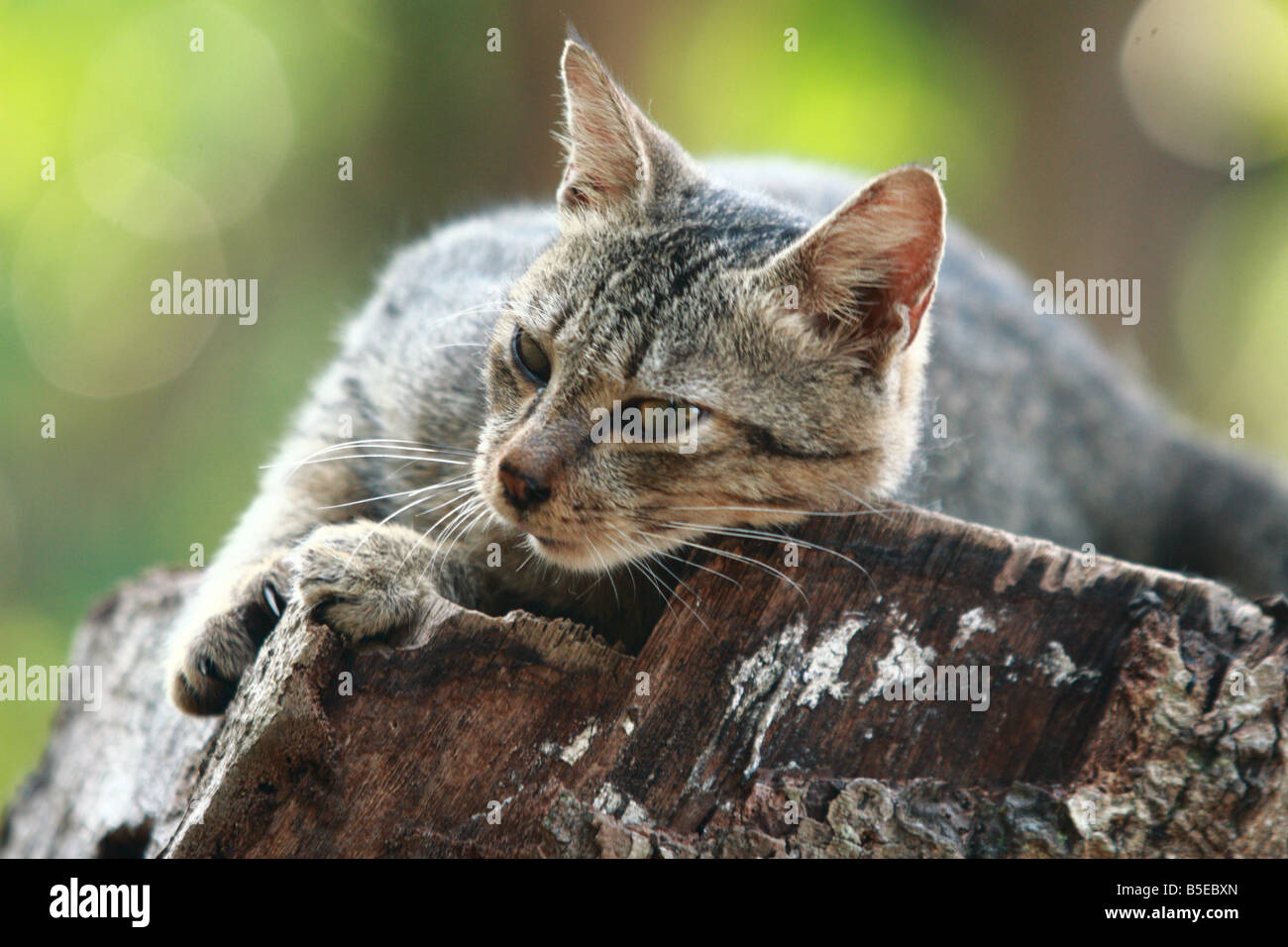 Malay village hi-res stock photography and images - Alamy