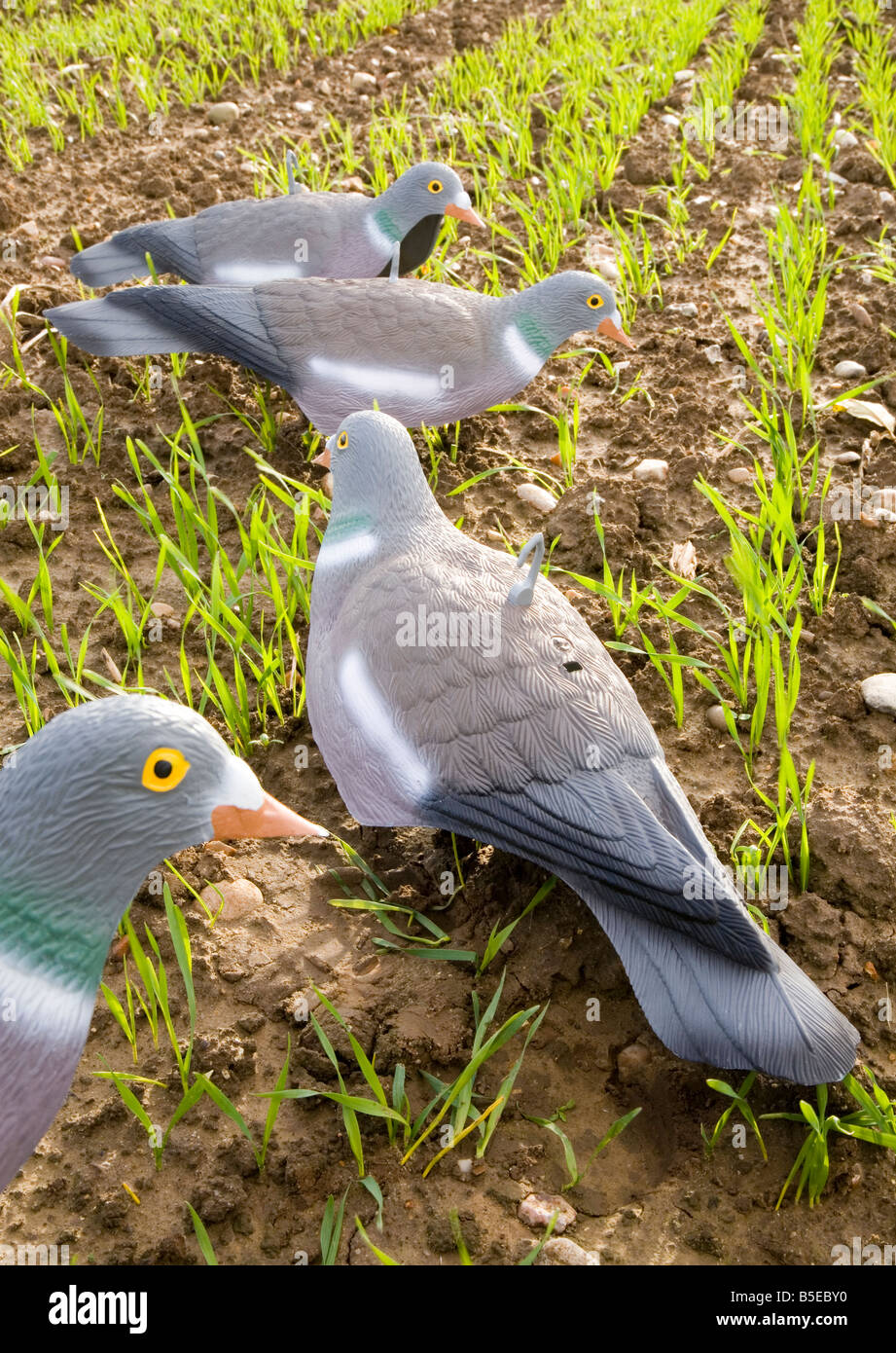Birds crop pigeons farming barley hi-res stock photography and images ...