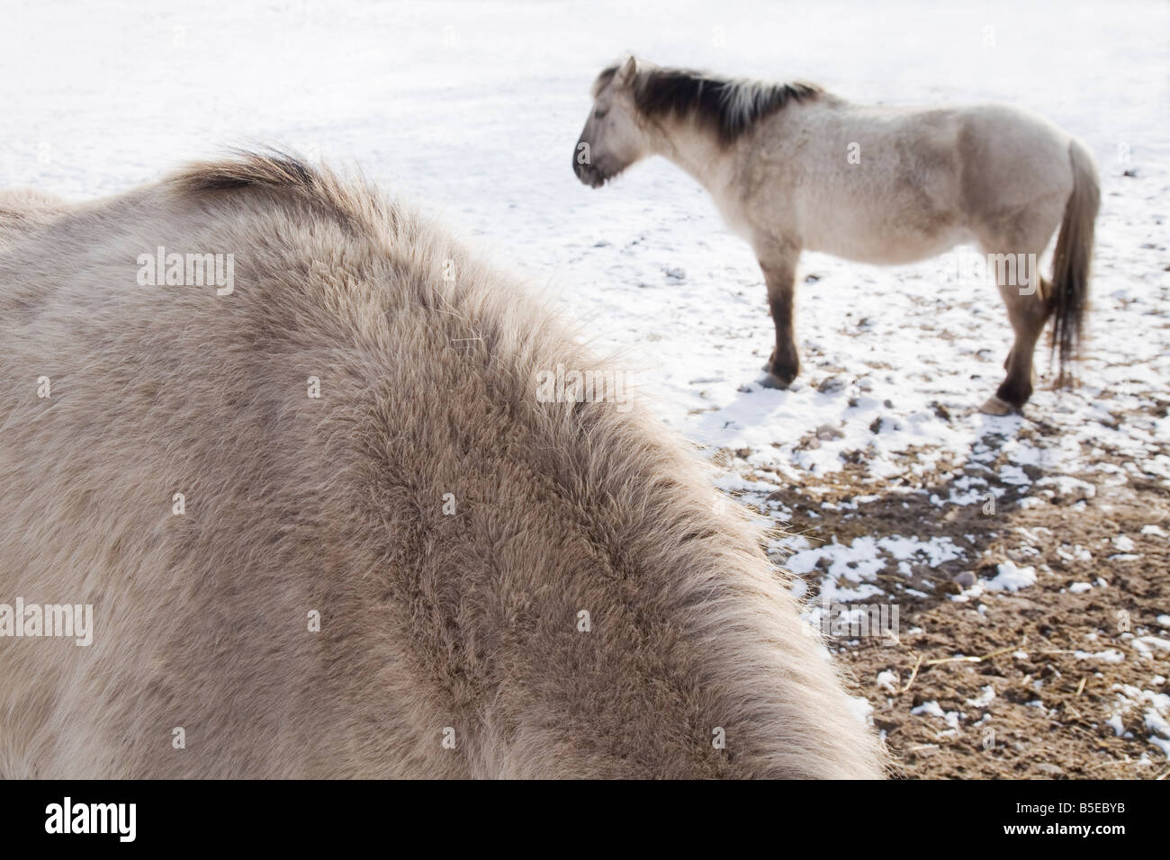 Mouse dun hi-res stock photography and images - Alamy