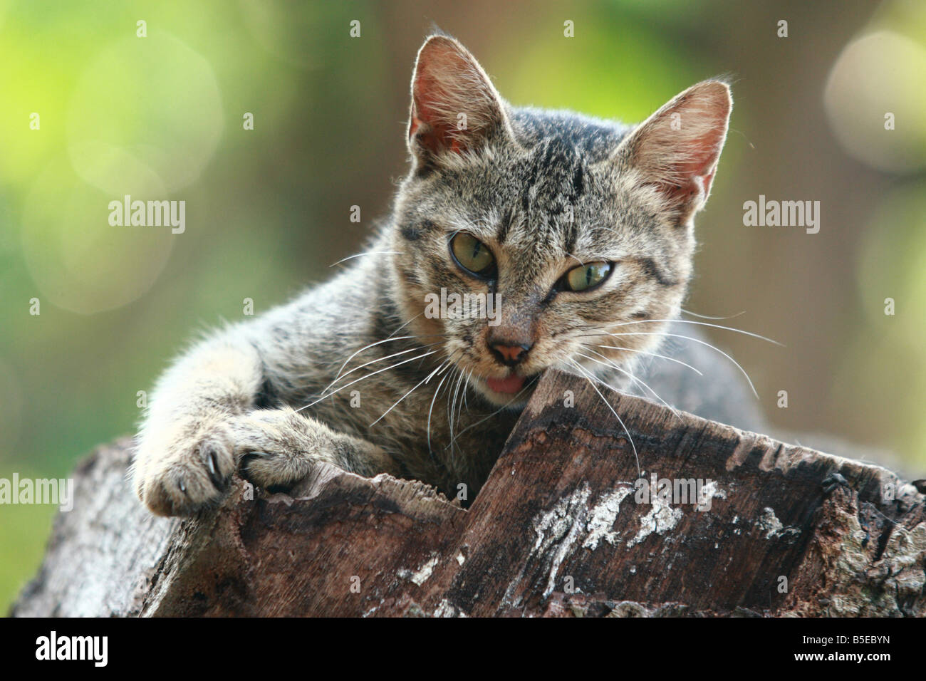 Malay village hi-res stock photography and images - Alamy