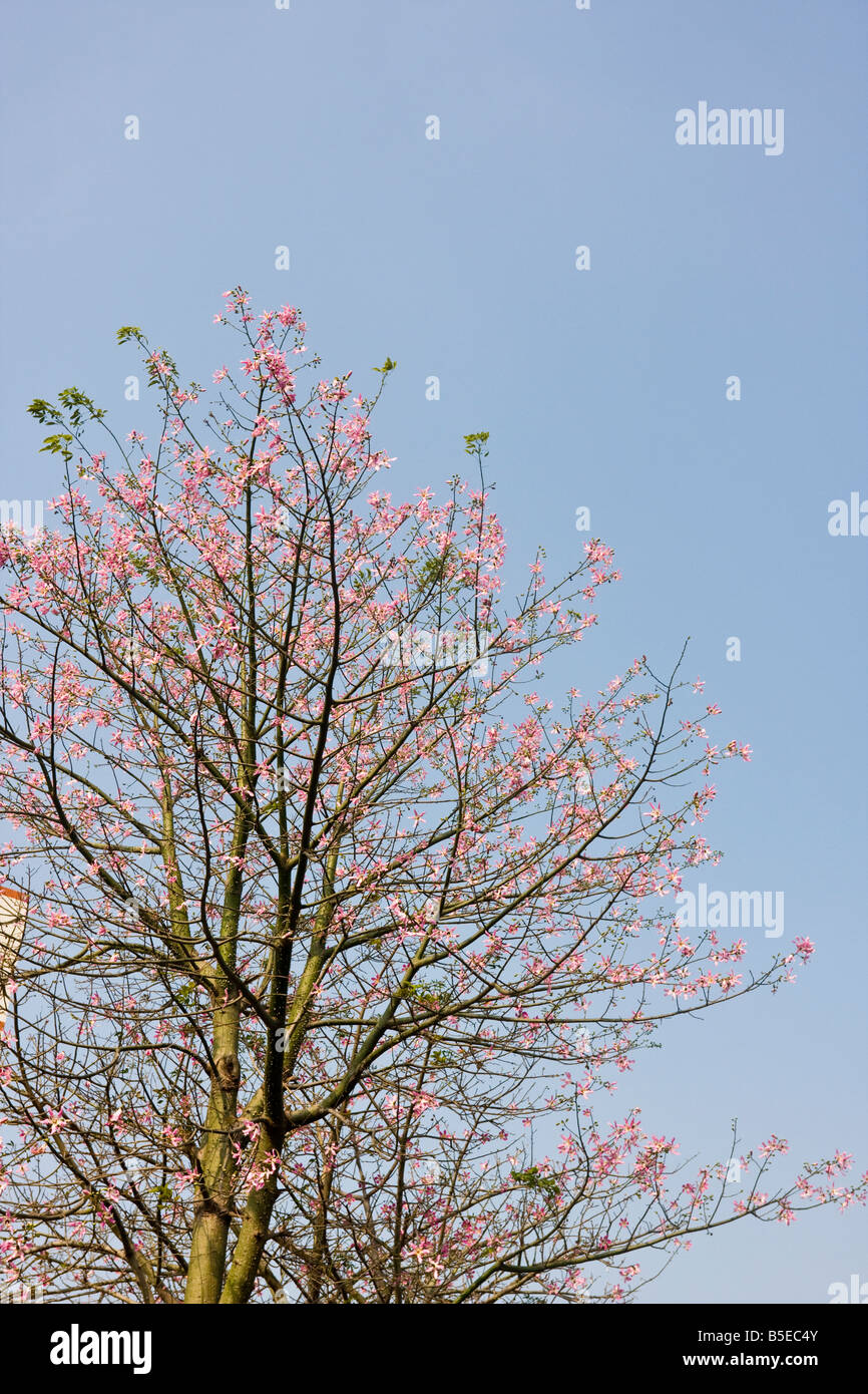 Sakura cherry blossom tree, Taoyuanli, Changhua, Taiwan, Republic of ...